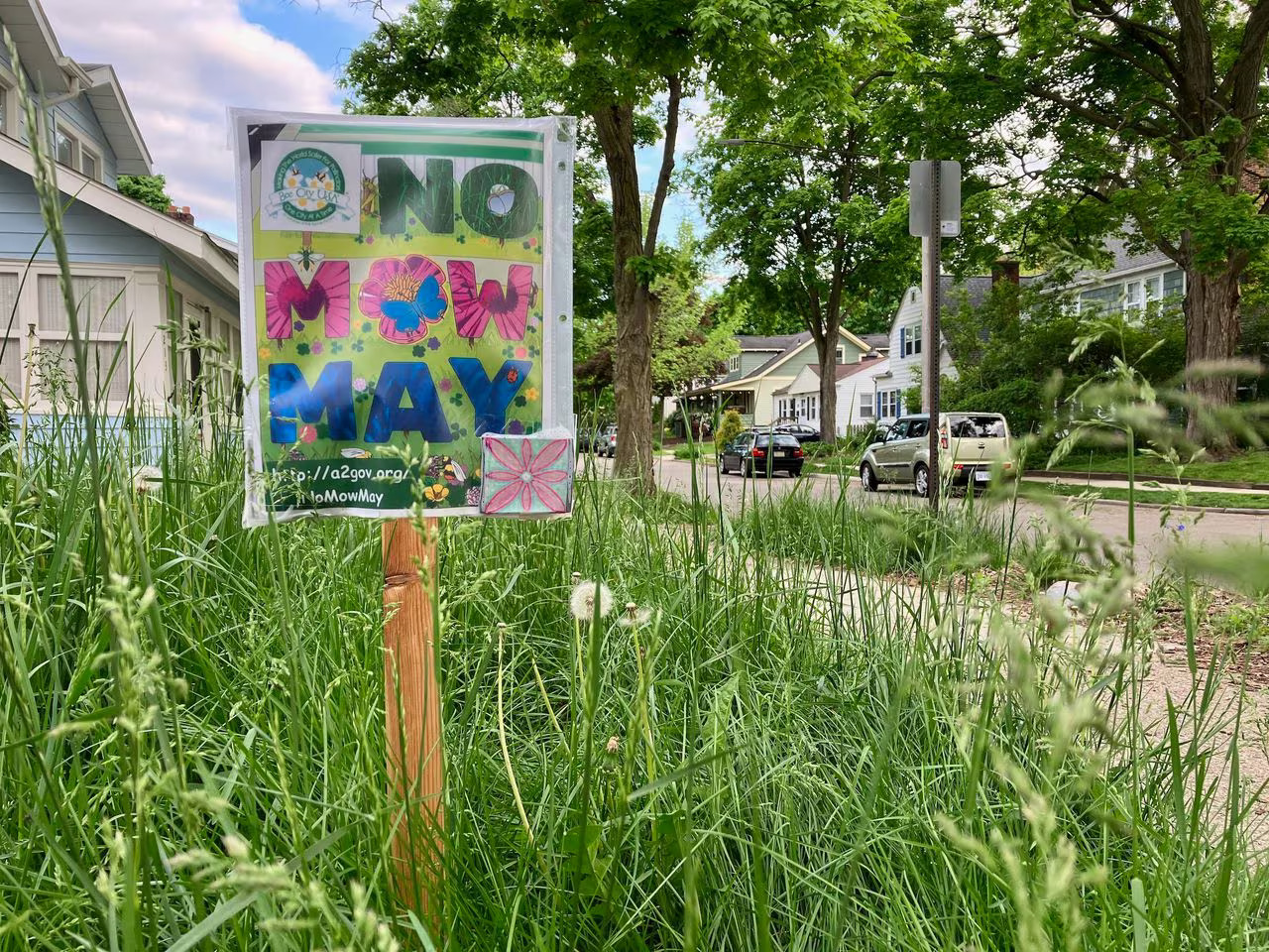 No mo’ no mow May! – The First Ward